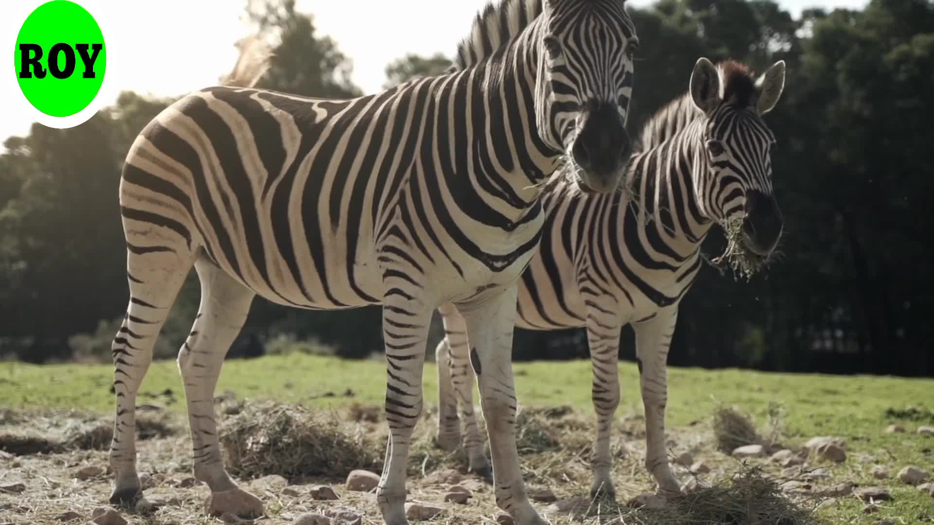 The different colors of the zebra body make it difficult to confuse ...