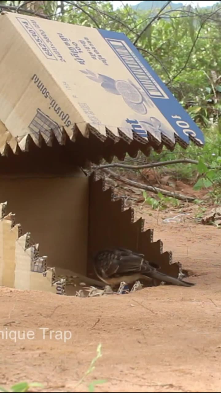 Amazing Trap