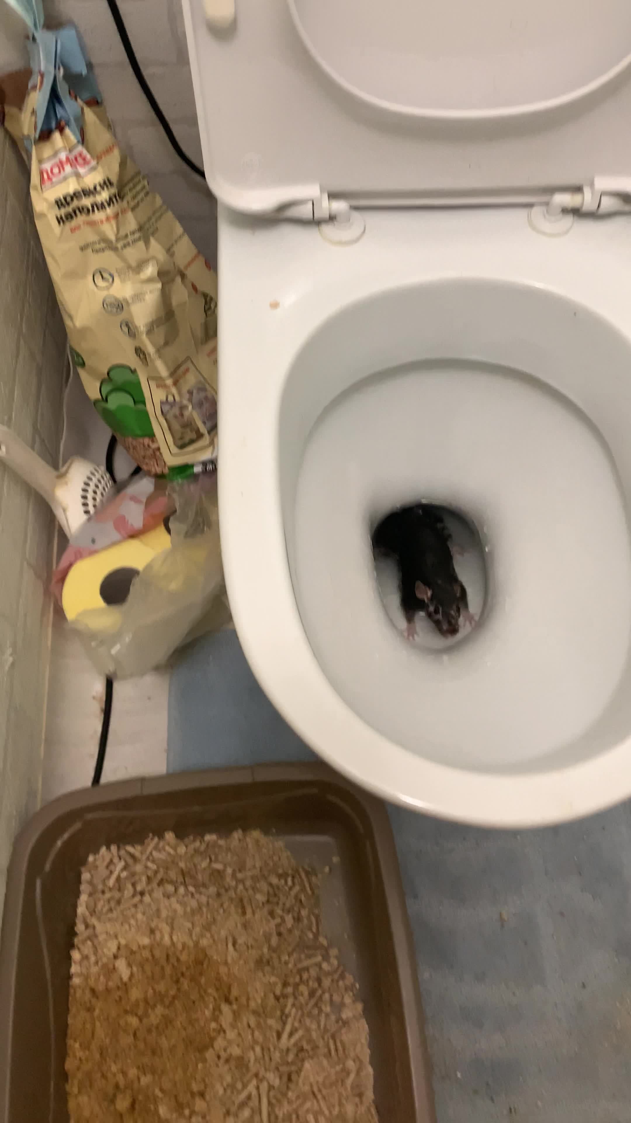 Scurrying Surprise Found in Toilet