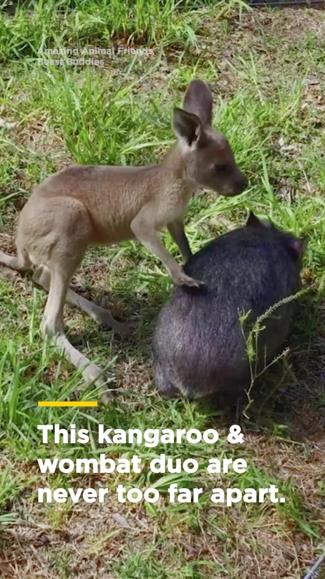 This kangaroo & wombat duo are never too far apart Smithsonian Channel
