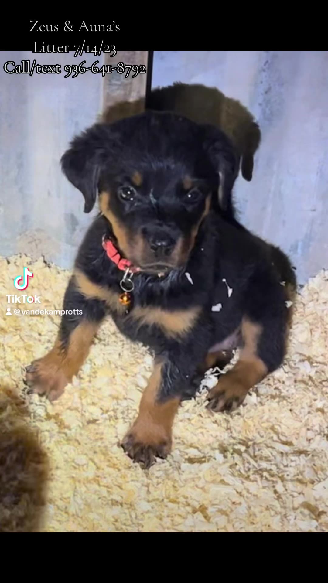Rottweiler puppies
