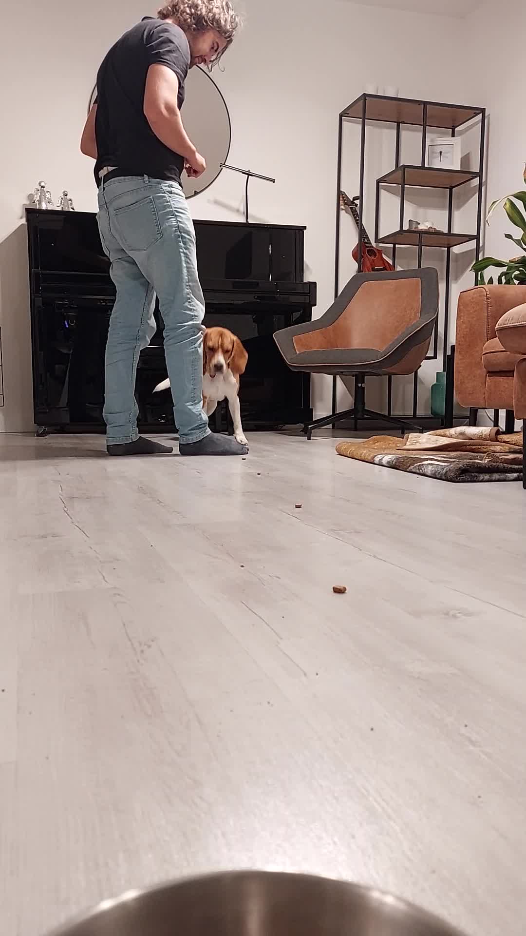 Beagle Bruno Does Handstands on Command