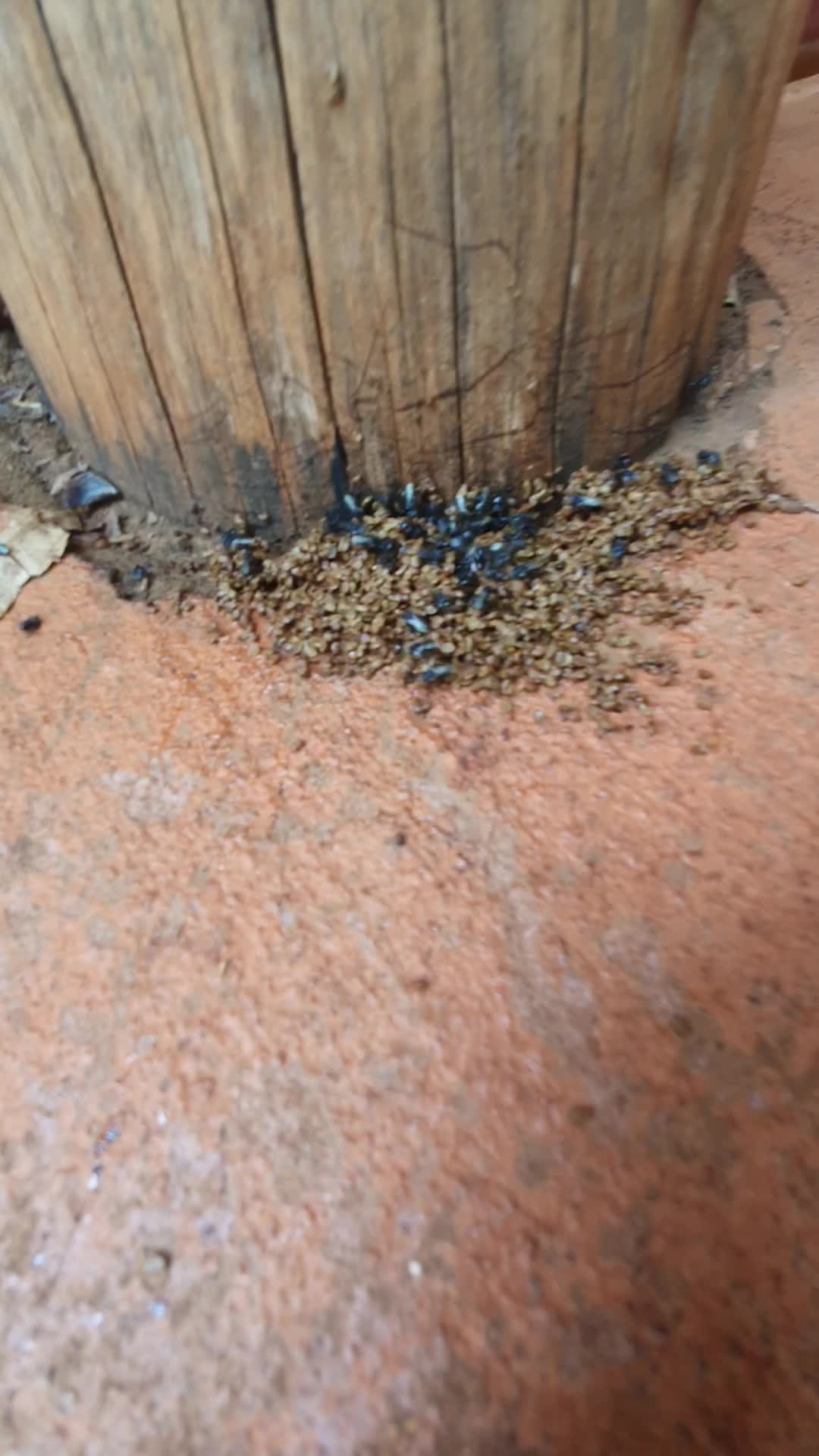 Australian Native Bee's non sting.