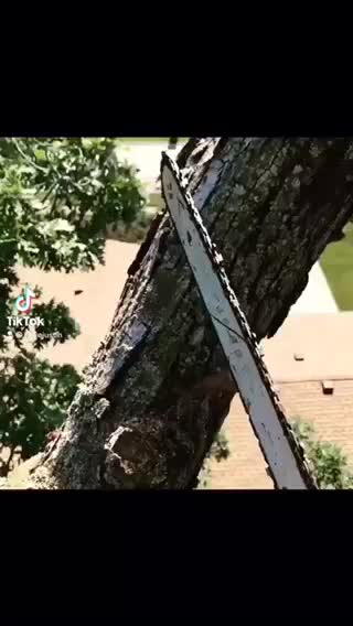 Tree removal with Justin Rieke