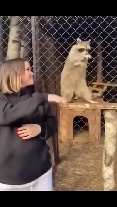 Smart Cute Funny Animals doing clever tricks