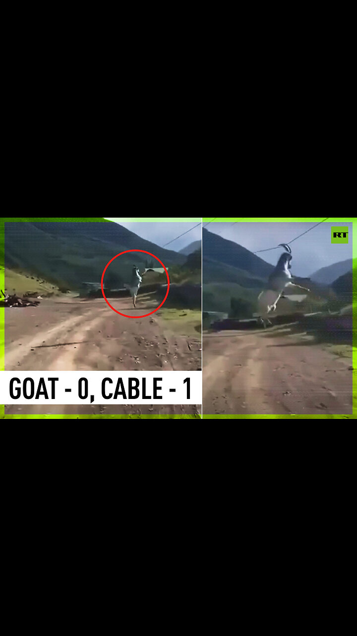 Is it a goat? Is it a swing? It's a goatswing!