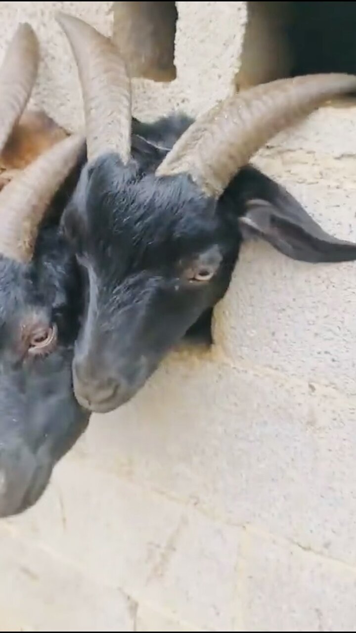 Goat stuck face in wall