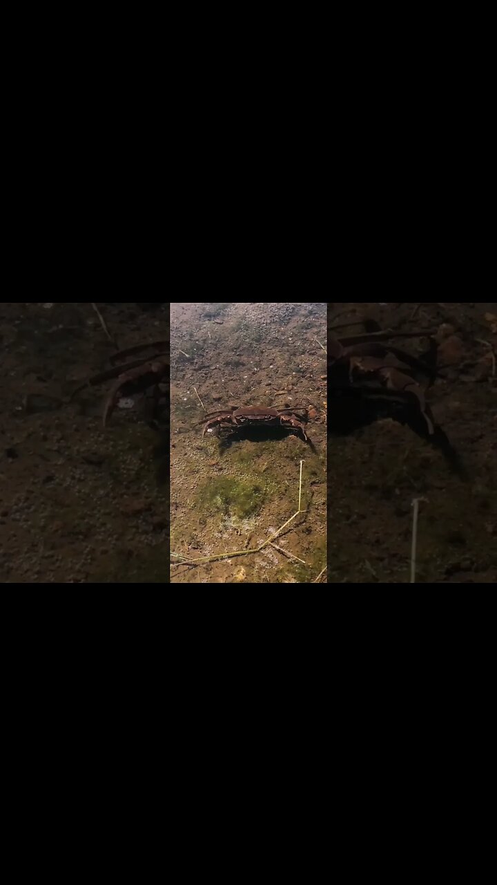 Crab attack! Camera shy crab goes on the offensive. #crab #attack #nature