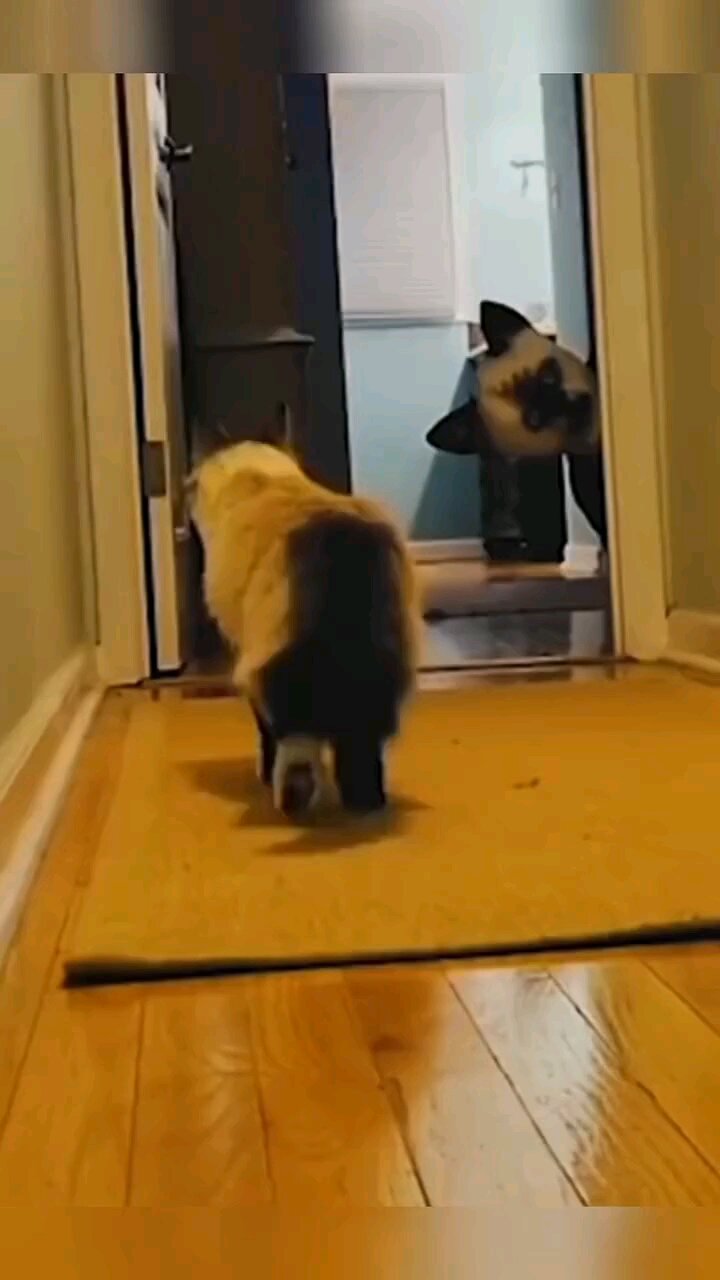 Kitty Capers | Hilarious Cat Prank Moments! 😸 😂🤣😝