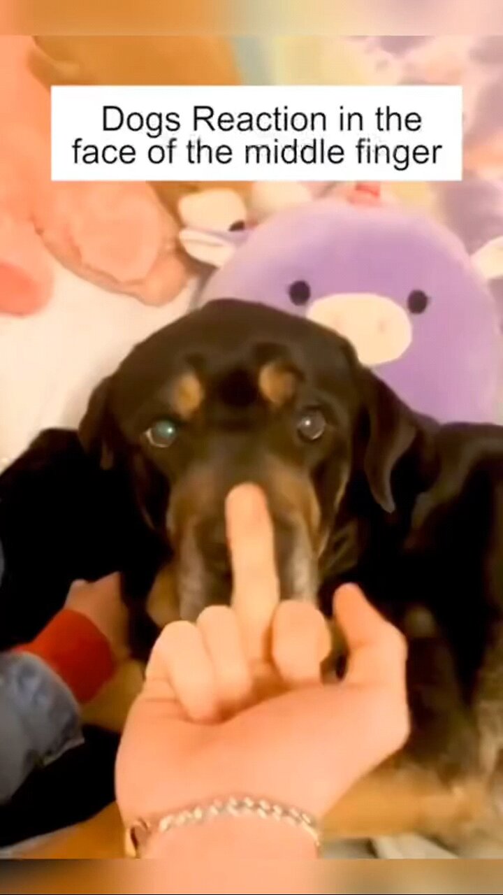 Dogs reaction in the face of the Middle finger 🤣😂. | #dog