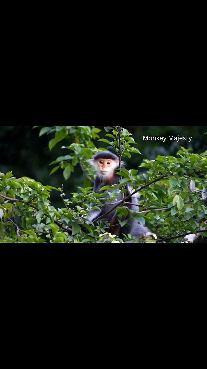 Rainbow Royalty: Meet the Monkey Majesty in Maroon Boots!