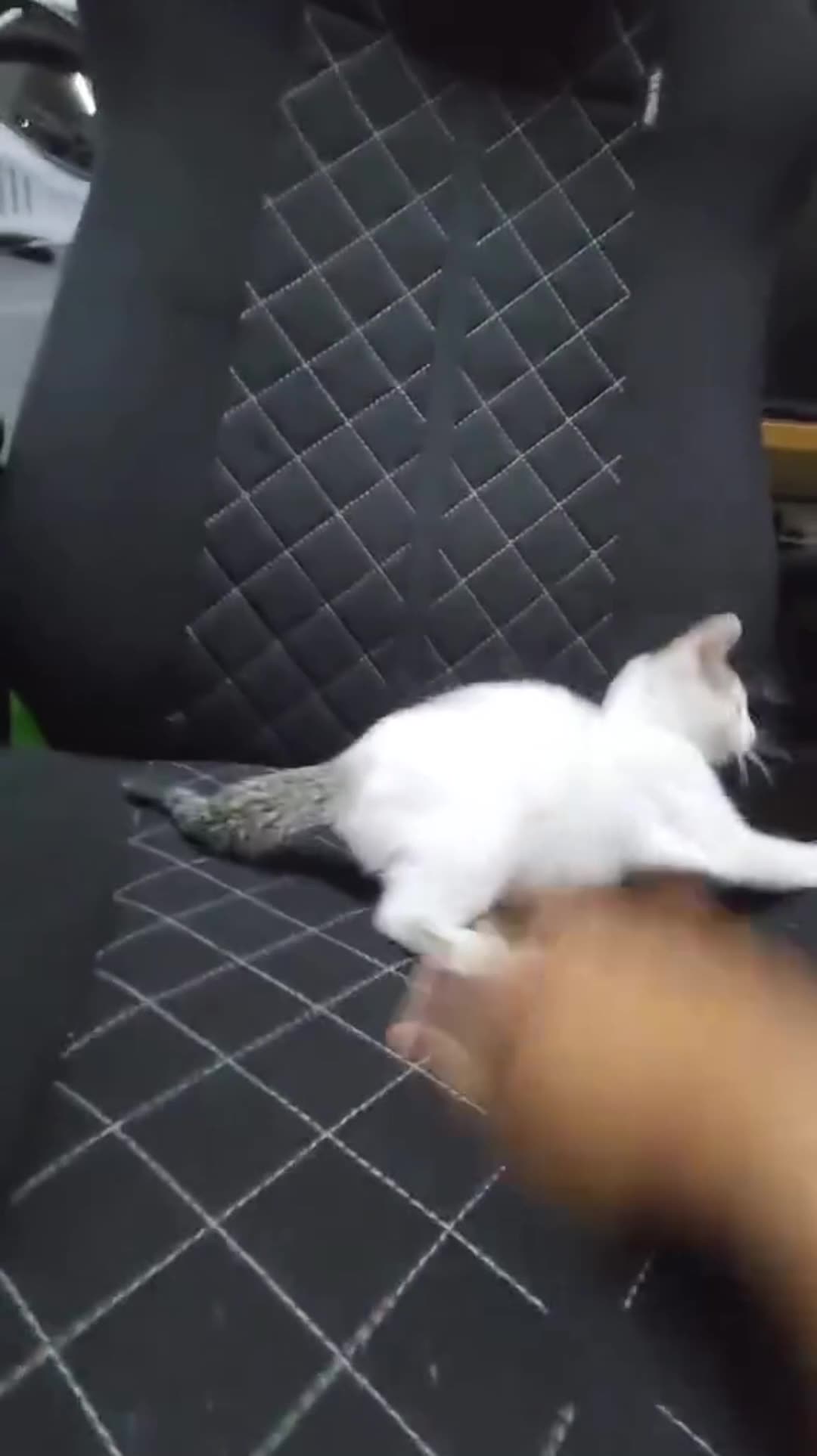 Paws and Puns: Hilarious Cat Vines That Will Brighten Your Day