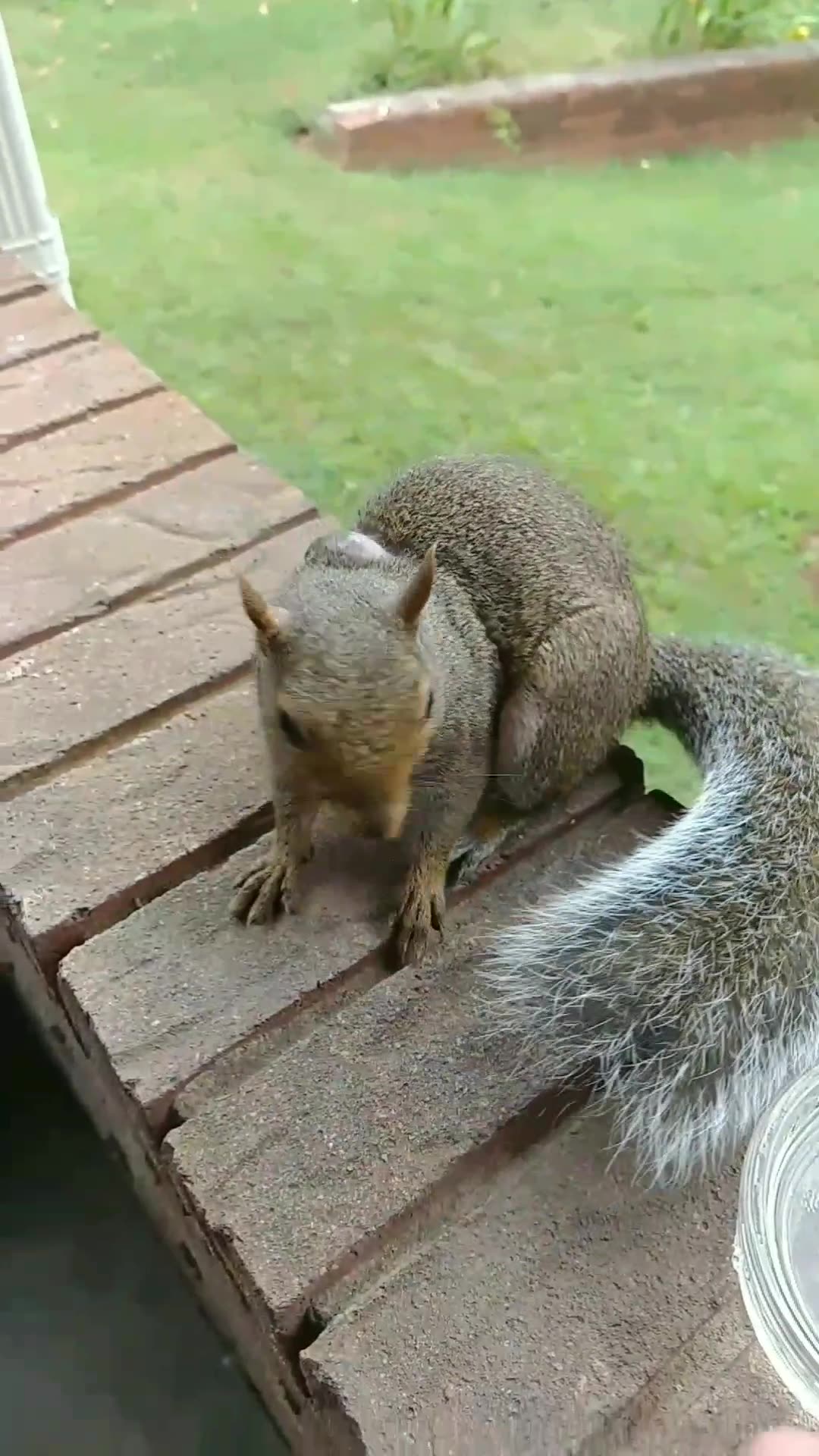 It looks like the botfly larvae is getting very close to come out on ...