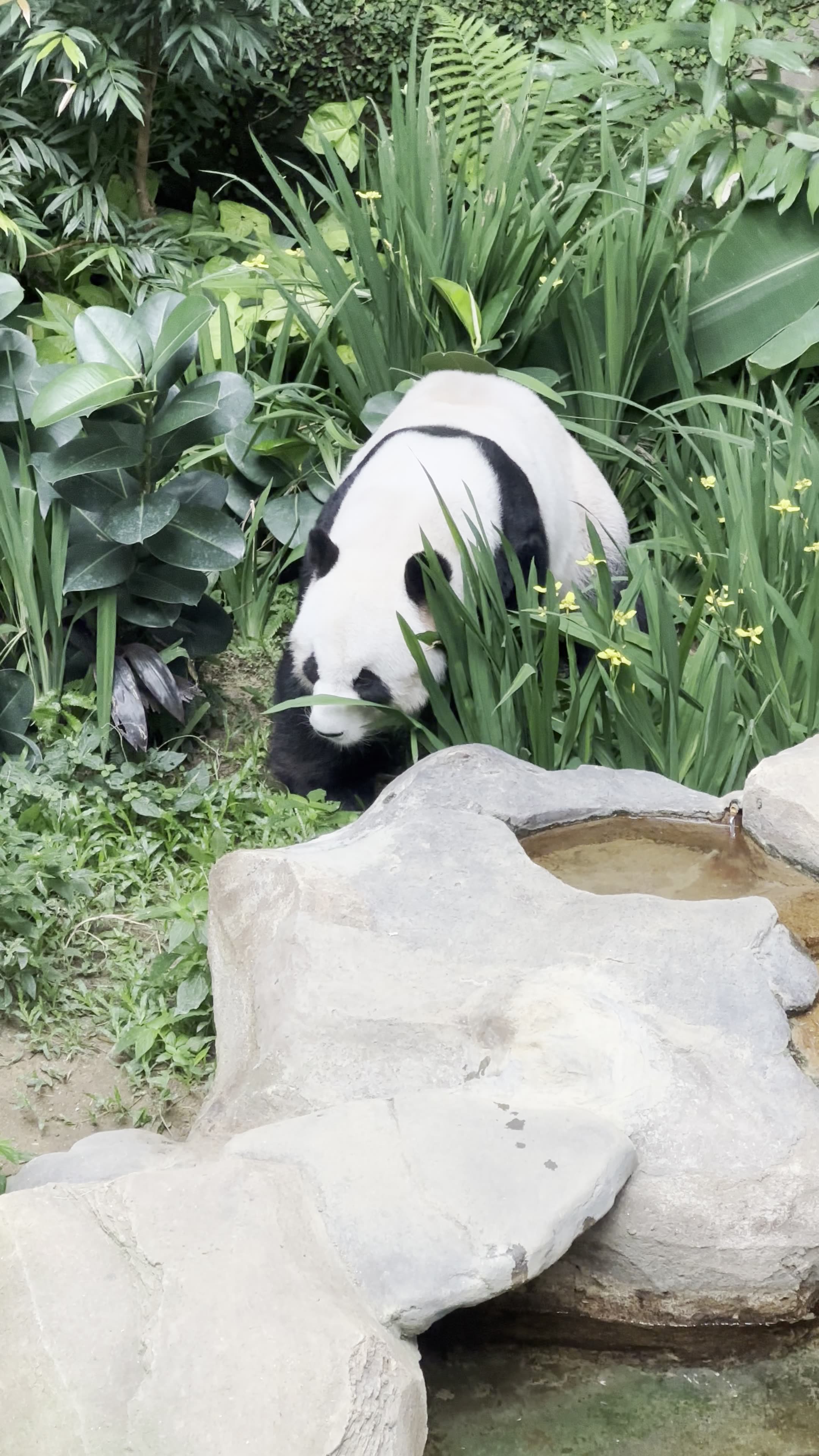Gorgeous Panda Bear Briefly Considers Making a Break for it and ...
