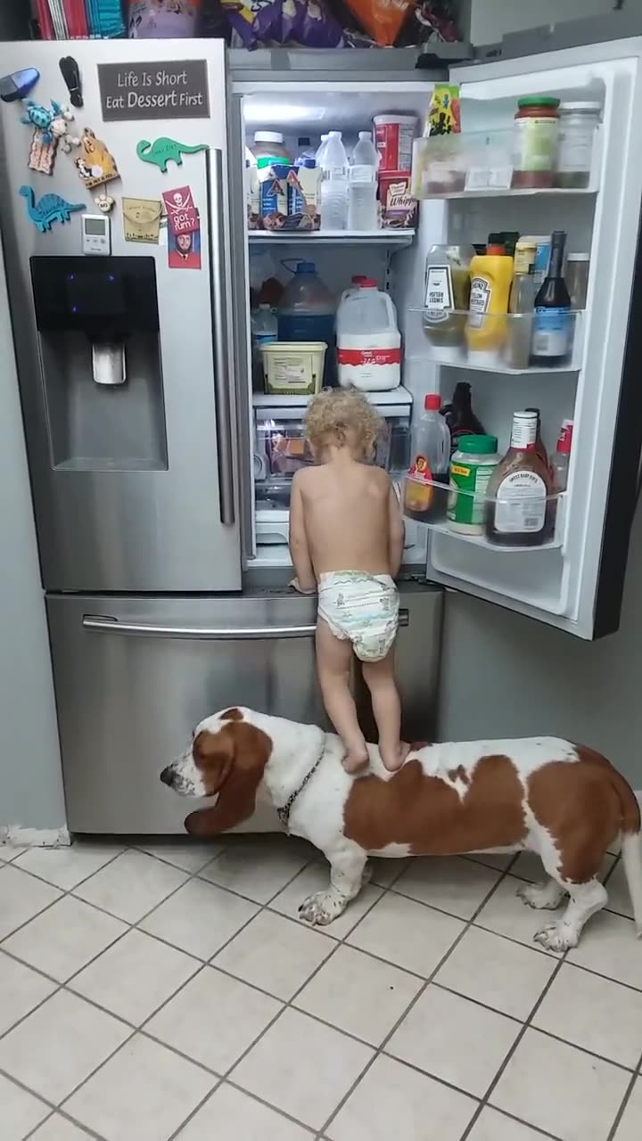 Dog Assists Toddler Raiding the Fridge