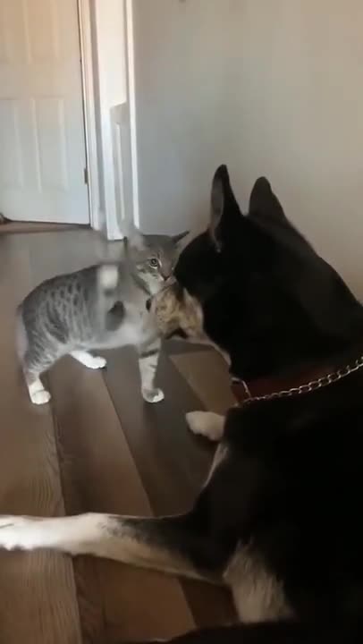 Cat slap dog