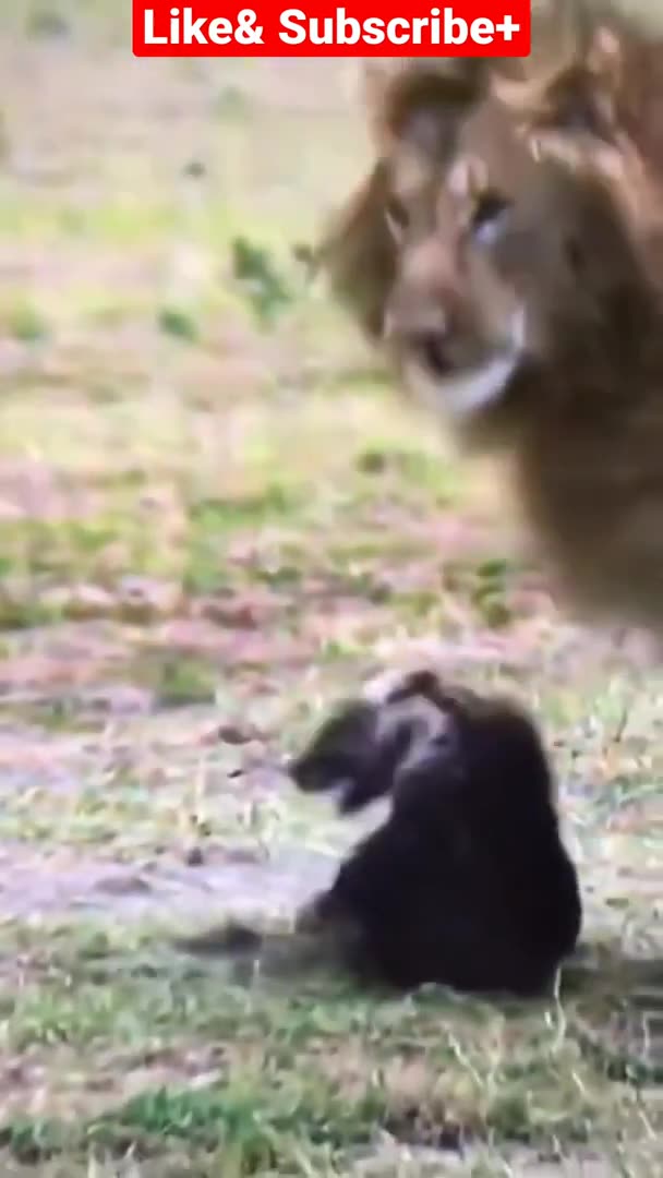 Lion attack Hyena #shorts