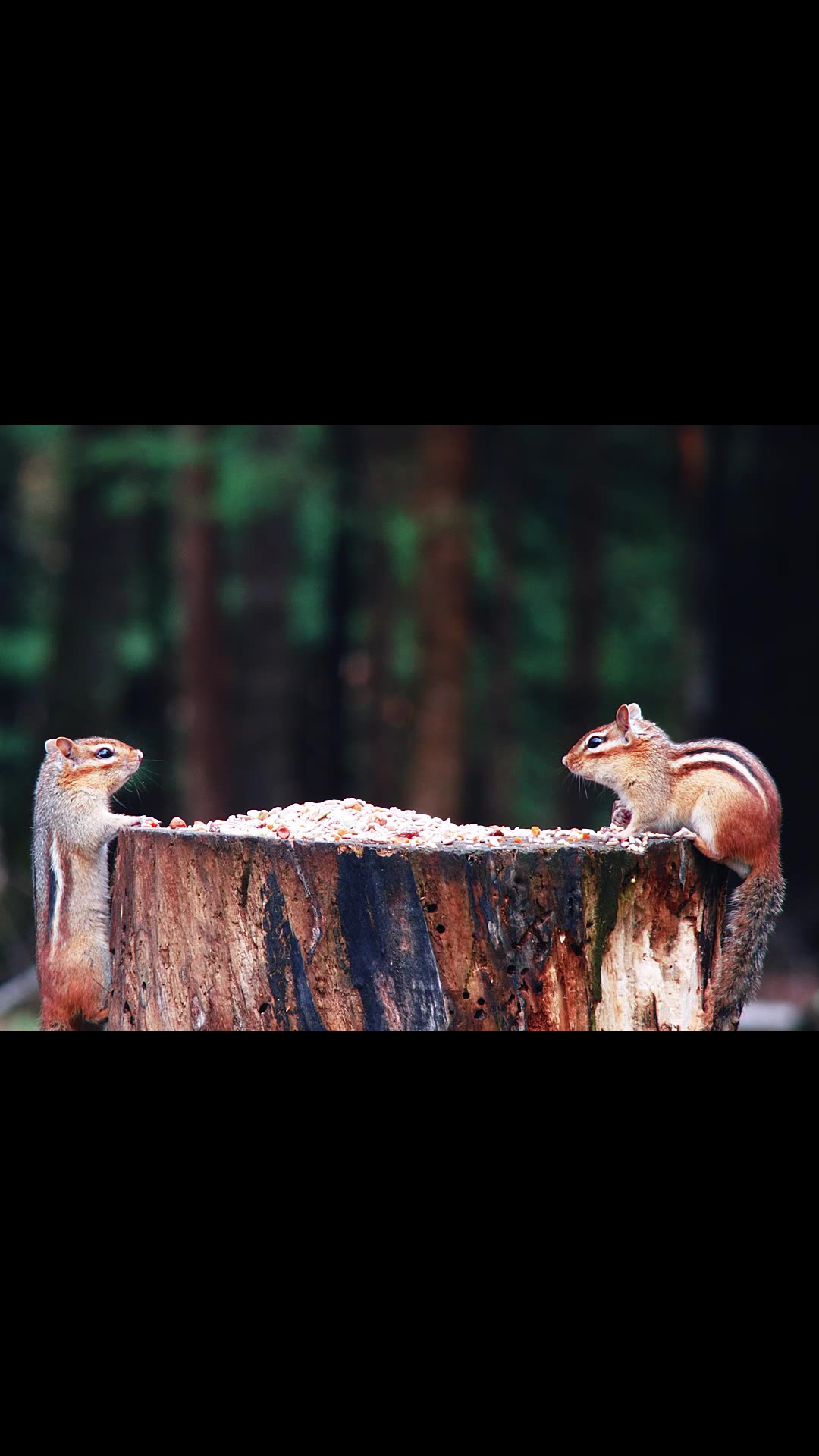 chipmunk vs chipmunk