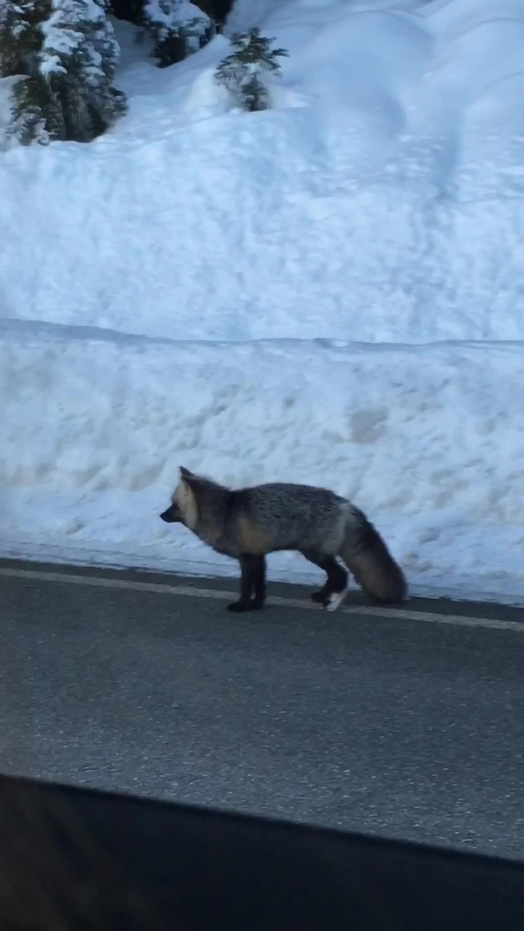 Rare Cascade Fox Sighted By Adoring Fans
