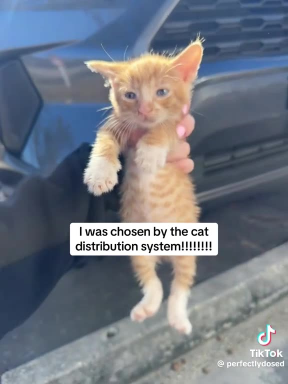 I was chosen by the cat distribution system