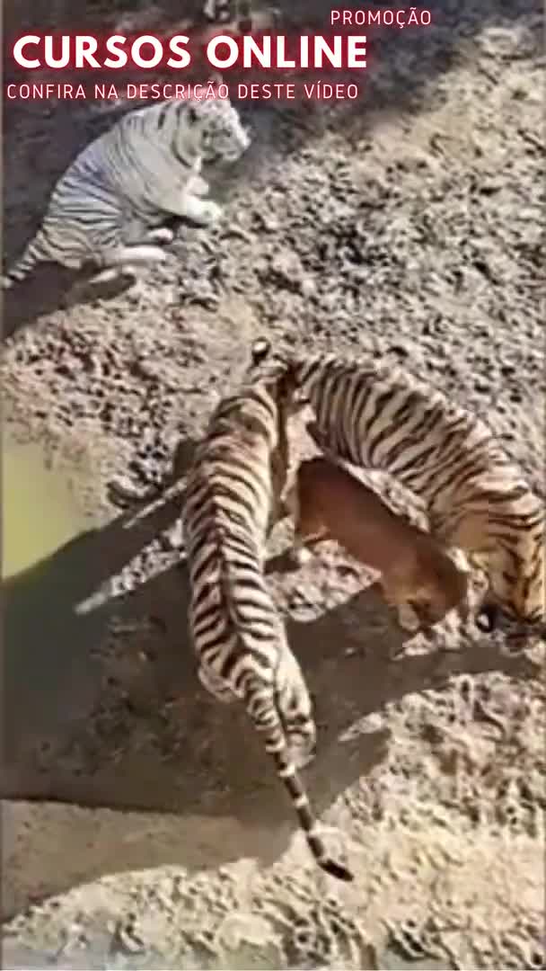 Dog falls into tiger cage! what happened to him?