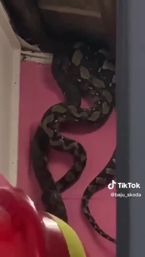2 Giant Wild Pythons in a families ceiling