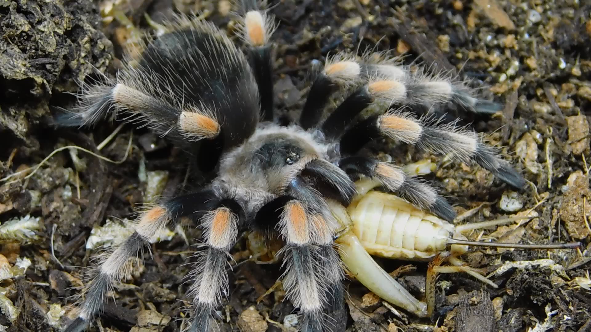 Mexican Flame Knee Tarantula Chews on a Cricket - Brachypelma auratum