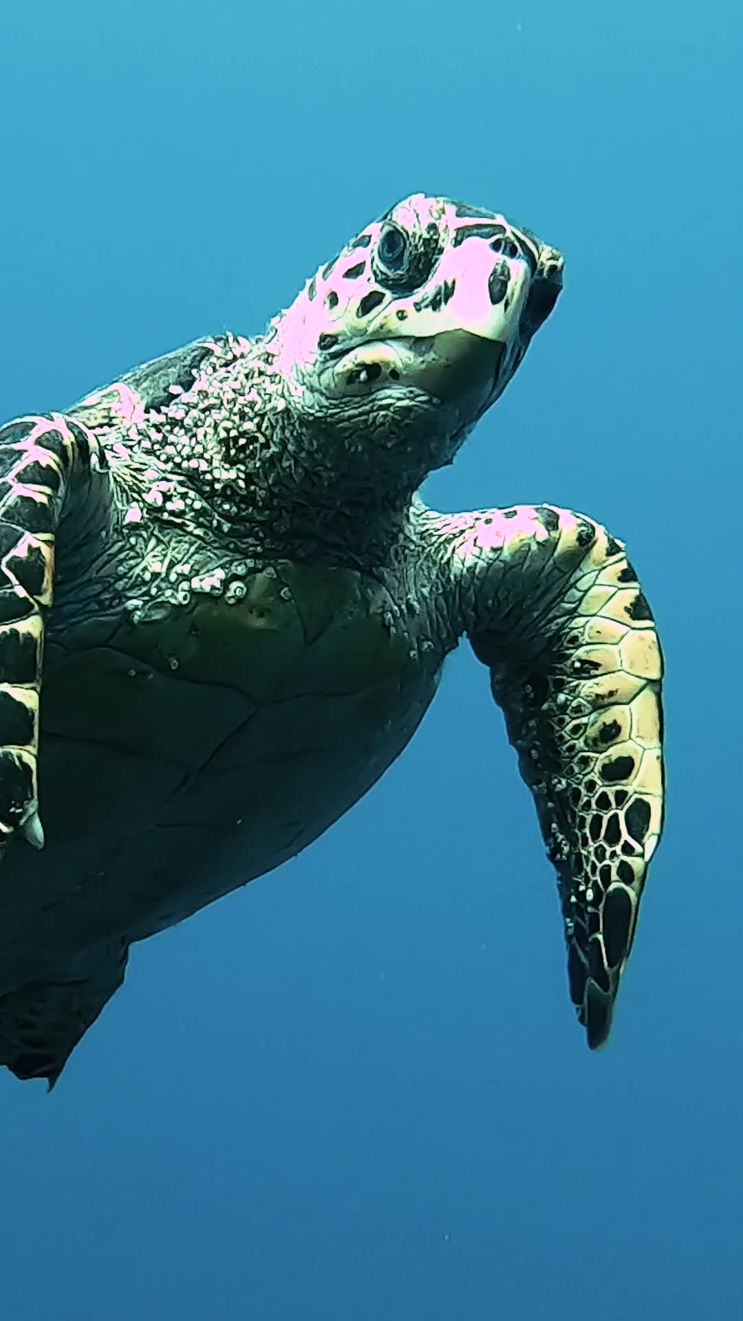 FACE TO FACE WITH SEA TURTLE | Alex Beldi