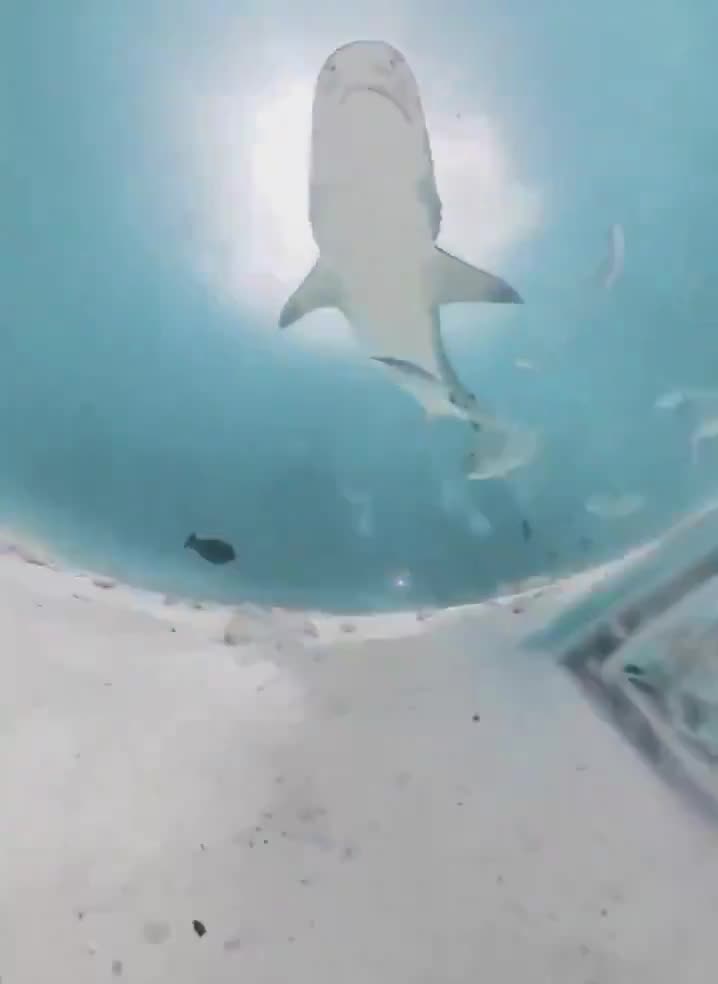 Shark swallows diver’s camera, captures video inside shark’s body