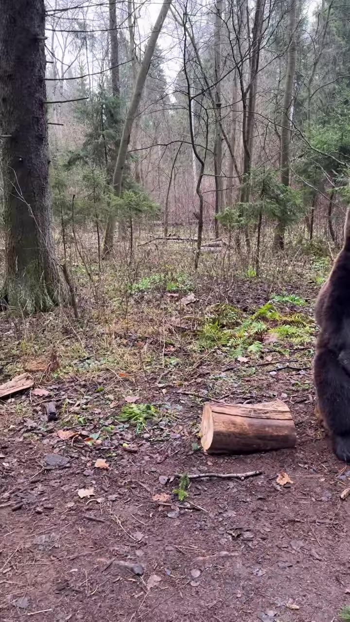 Good bear