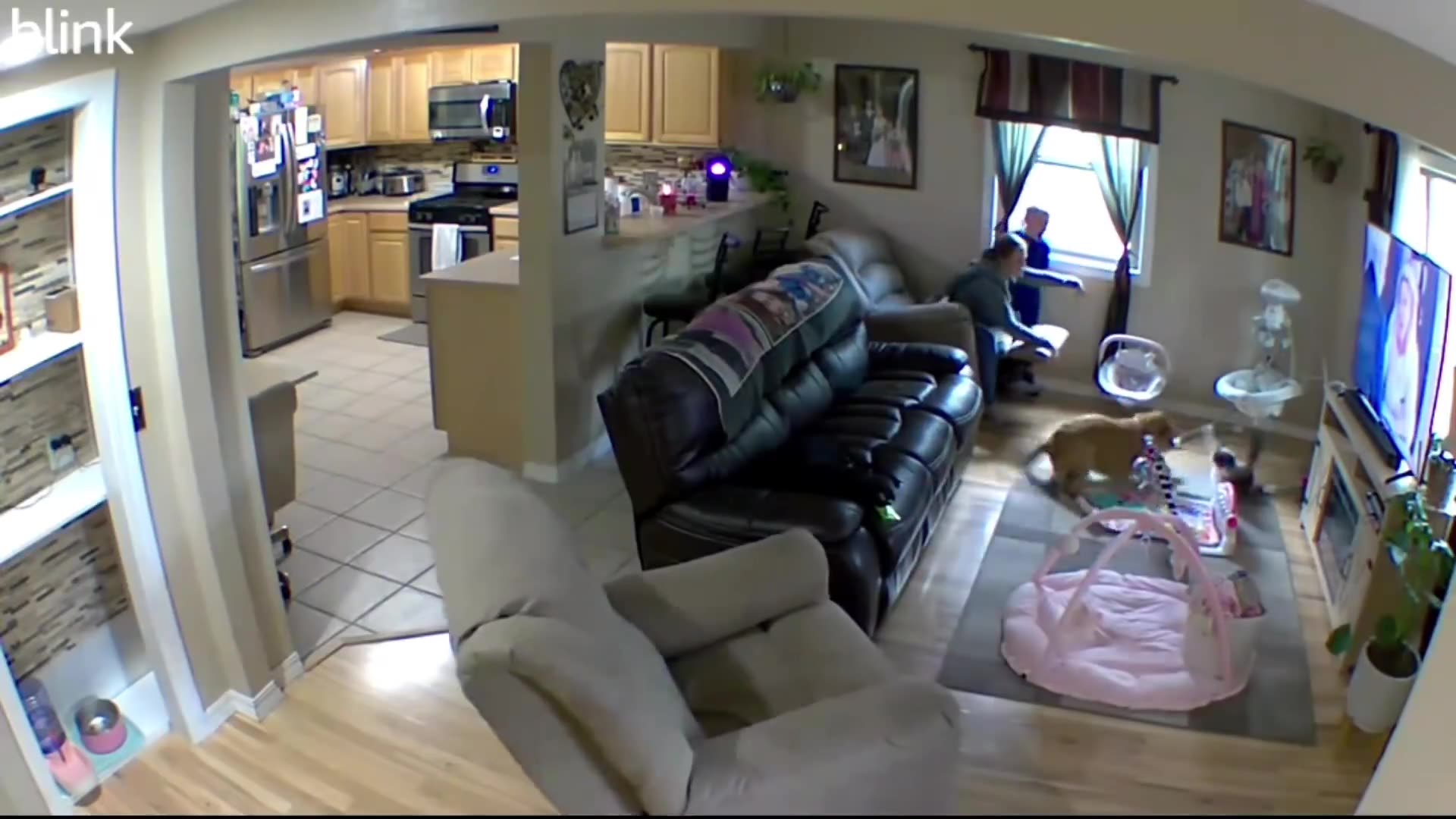 Cat Stands Up for His Buddy—Kid Learns His Lesson