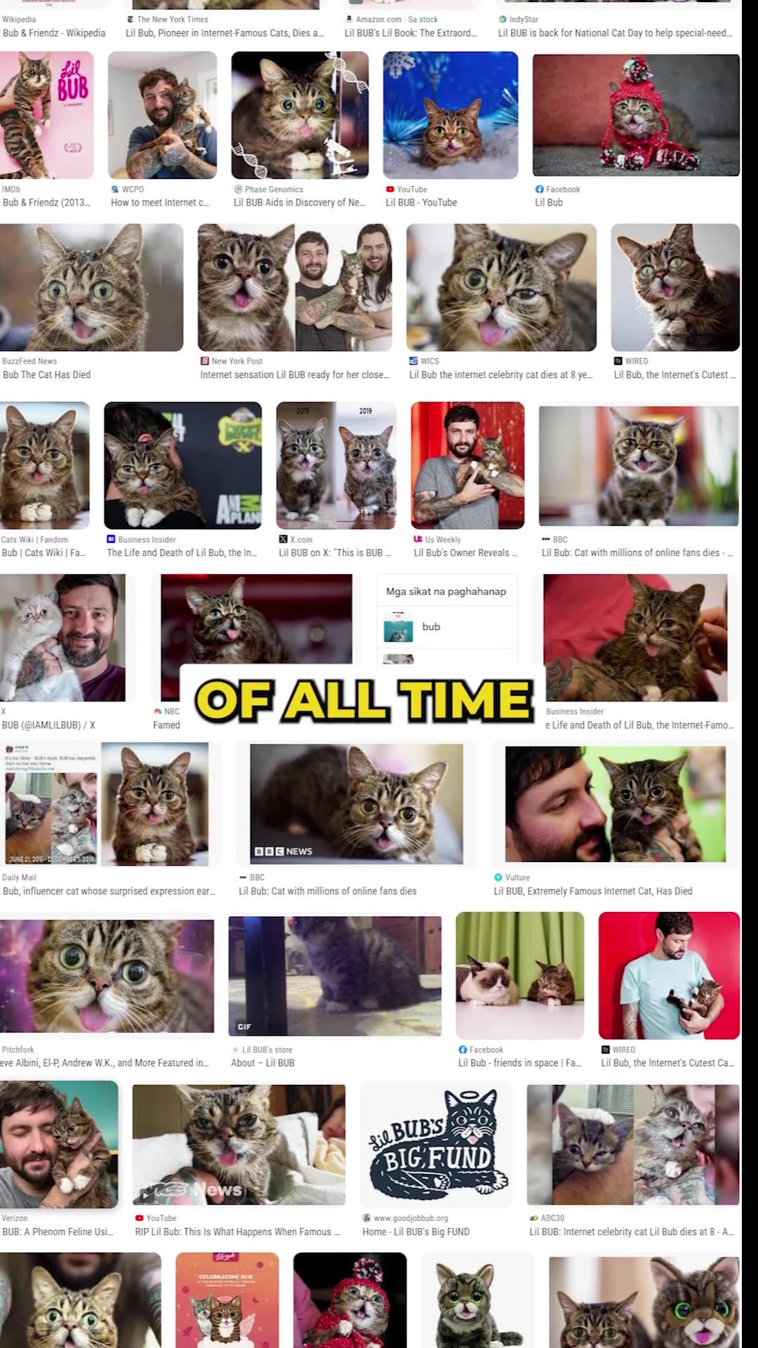 This is why Lil bub will surely be a Solana Sensation: Her Incredible Story