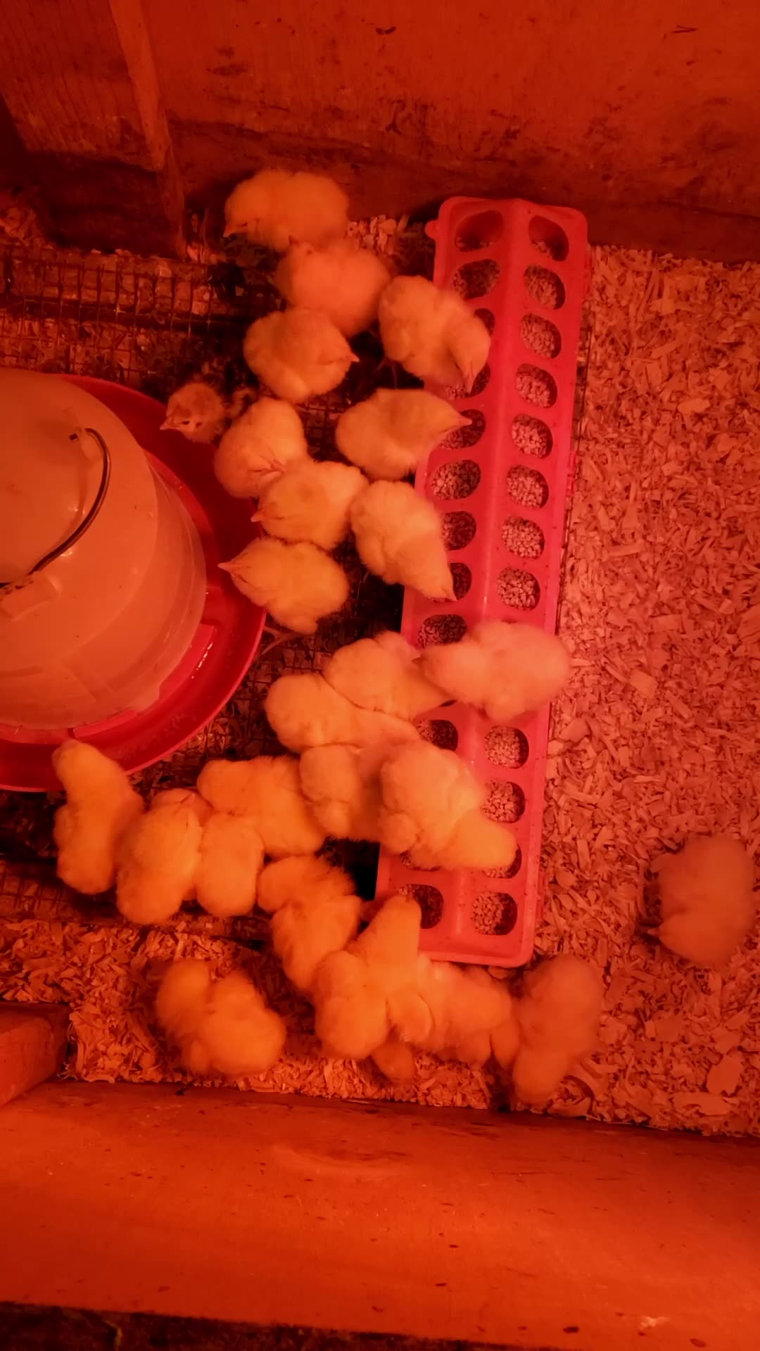 The Odd Reality of Mail Order Animals| Opening Package to Find LIVE ...