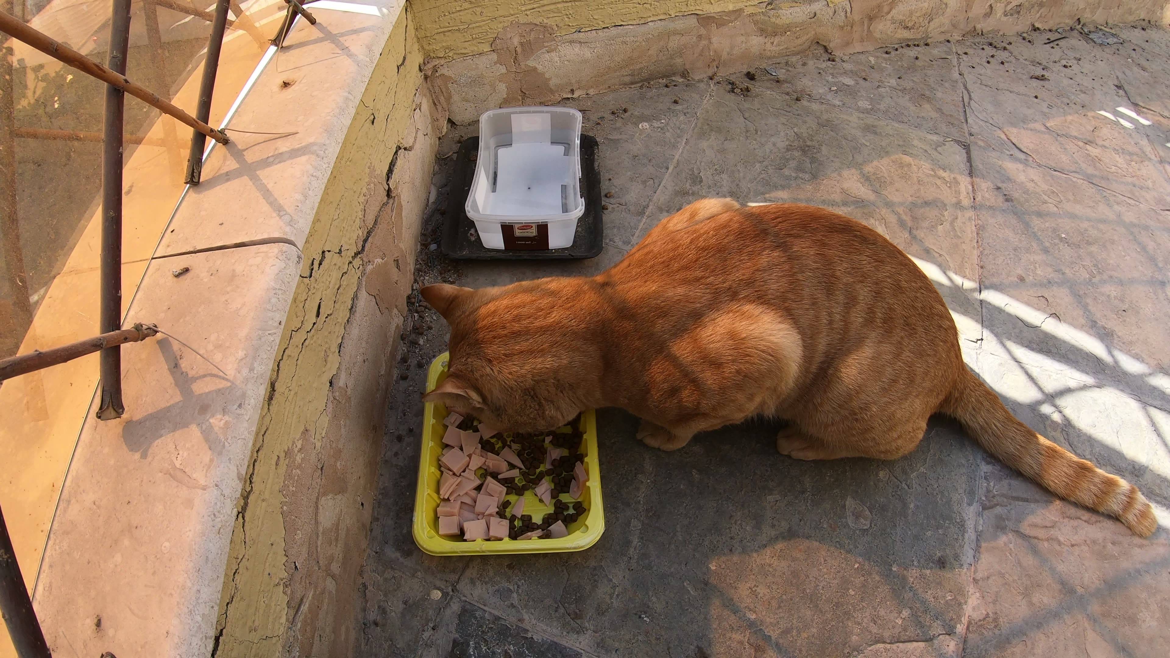 Homeless cat in Ras Al Khaimah, UAE: ED SHEERAN #cat #cats #EdSheeran # ...