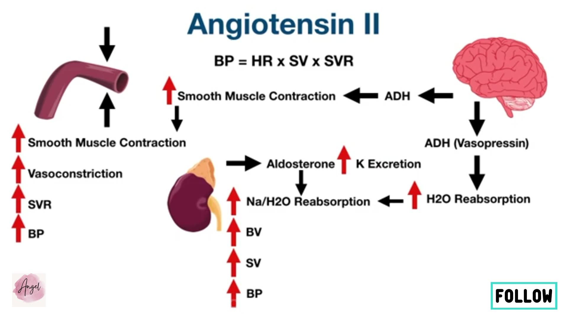 Angiotensin II Receptor Blockers (ARBs)_ Mechanism of Action, Mnemonic ...