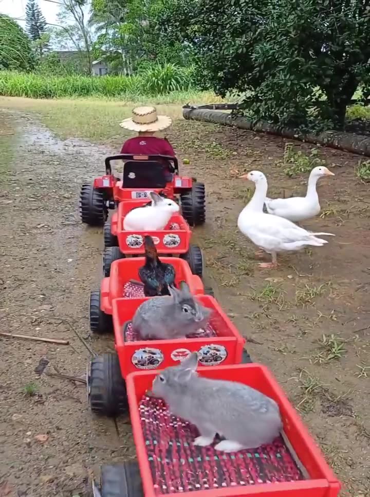 The little boy took the chickens and rabbits into his battery-powered car,