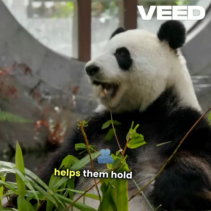 Panda is an amazing animal