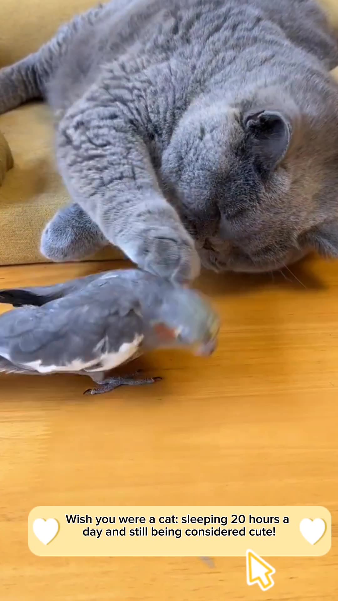 Funny cat
