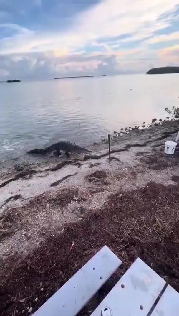 Alligator Chases Fisherman After He Catches Fish