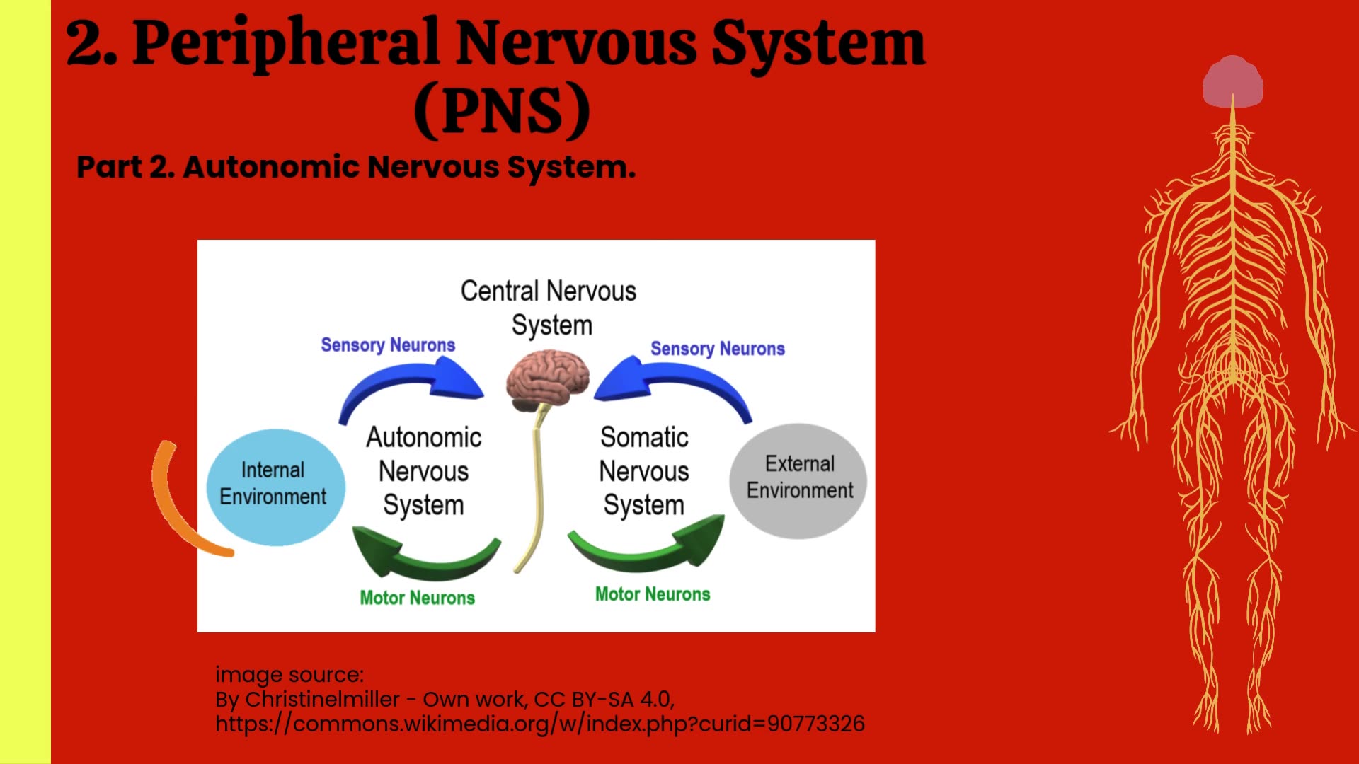 Types of Nervous System Explained | Central, Peripheral, Autonomic ...