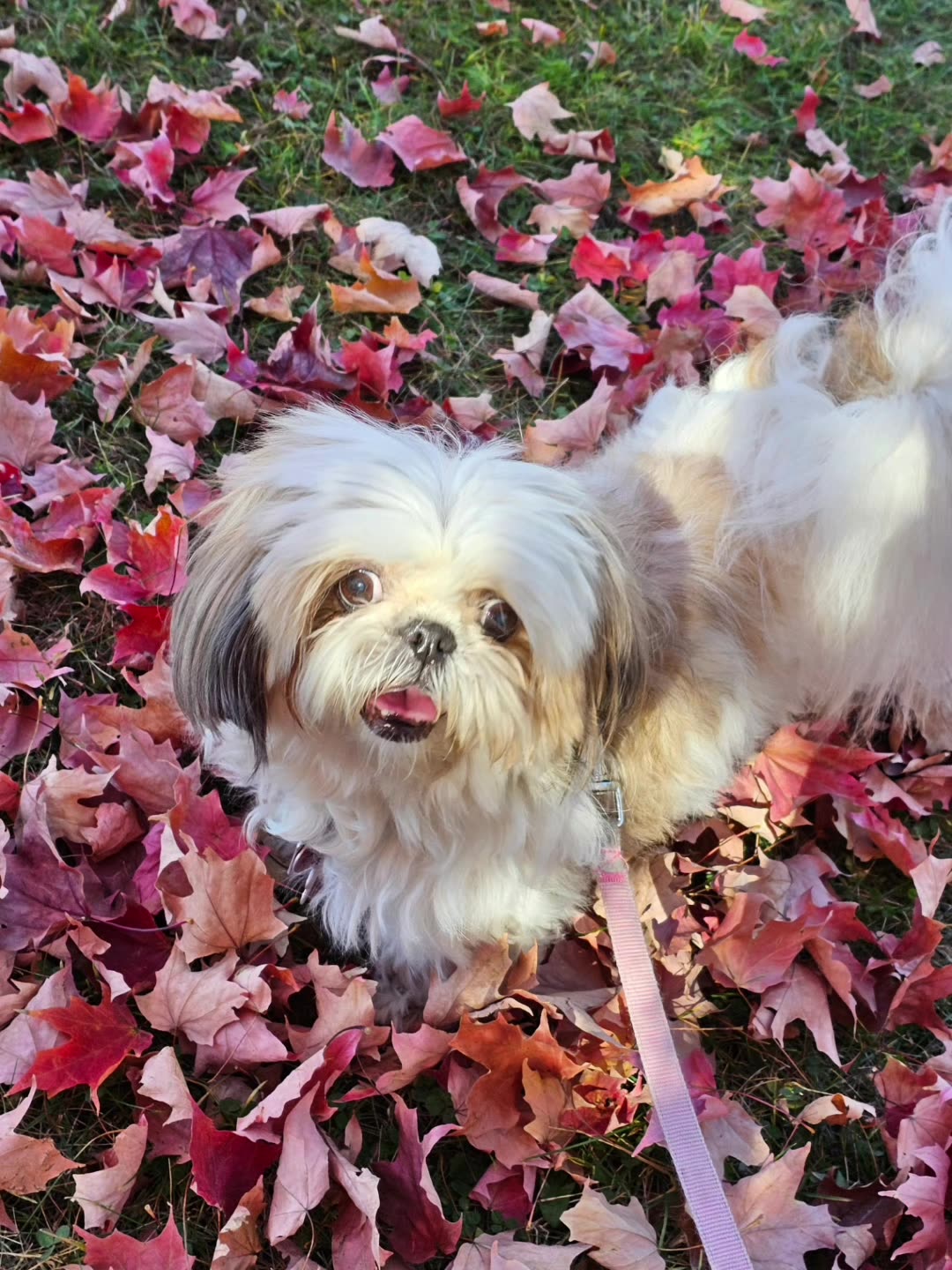 Rosie Loves Leaves (Featuring Rosie The Shihtzu)