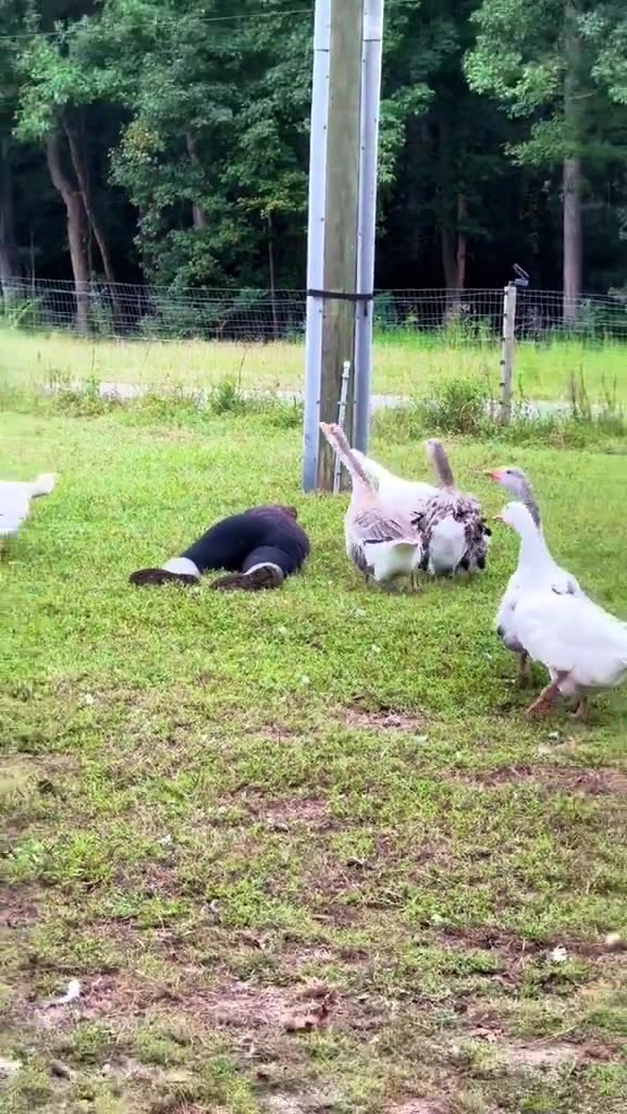 Geese Sound The Alarm