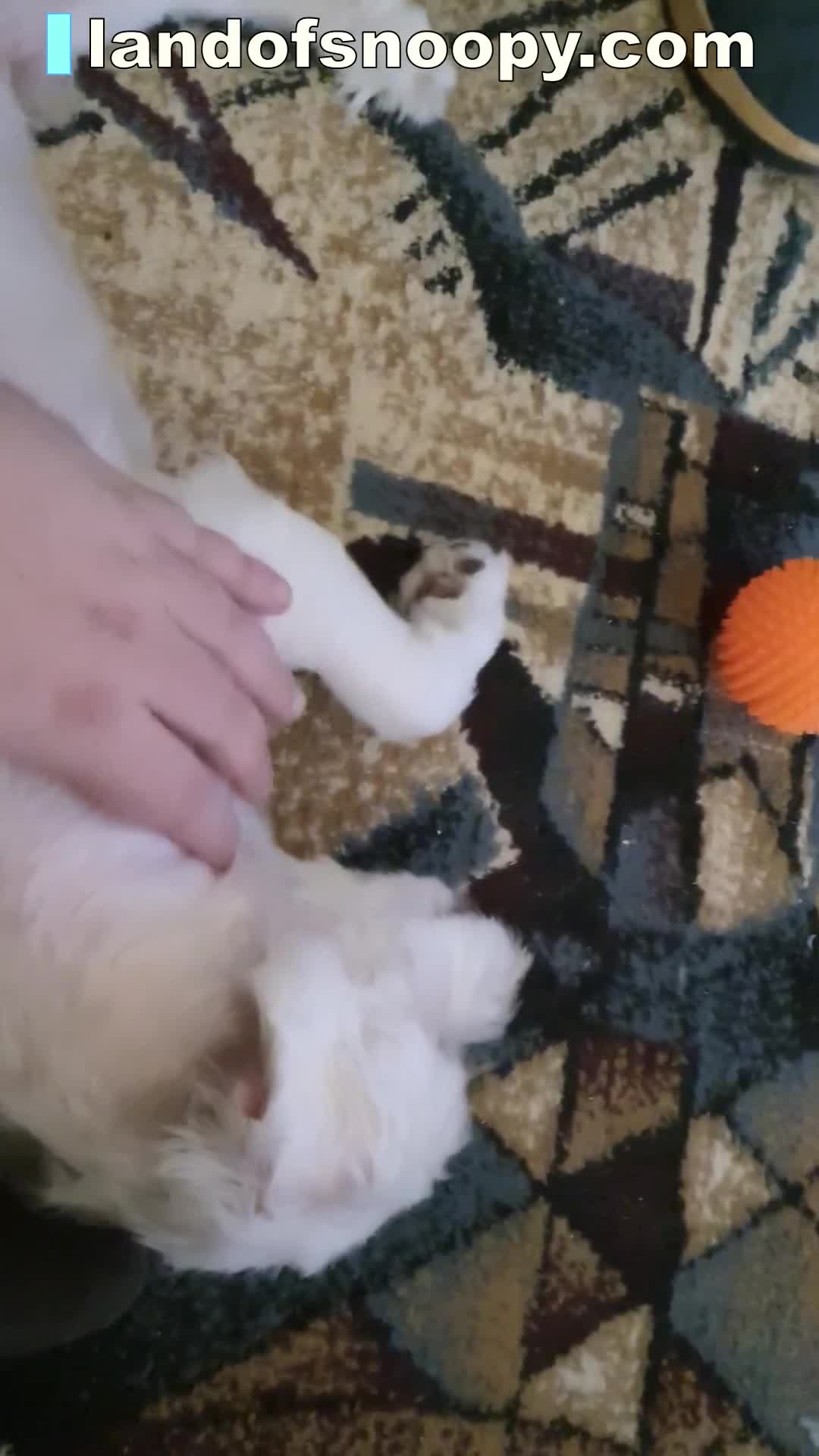 Snoopy gets extreme boop and belly rubs