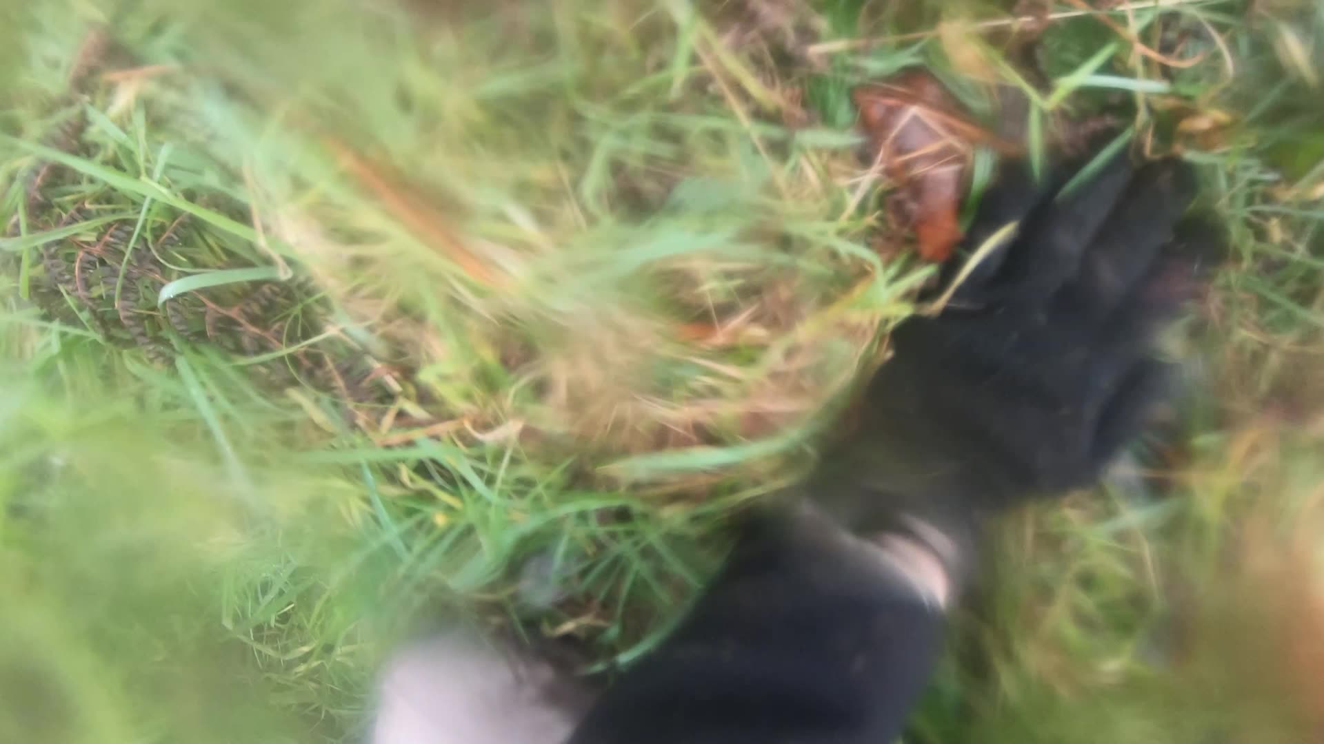 Equestrian Disoriented After Rotational Fall