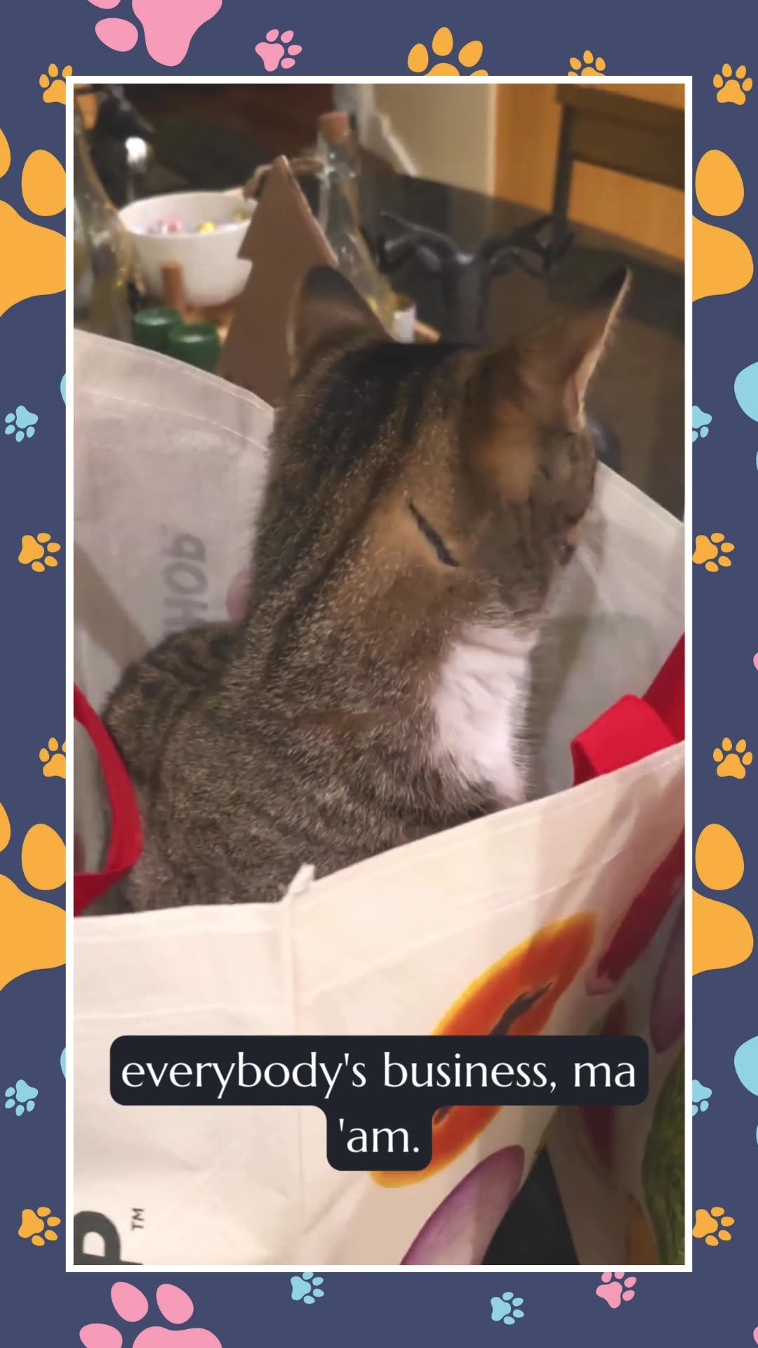 Amanda Grace Is A Cat Mom!