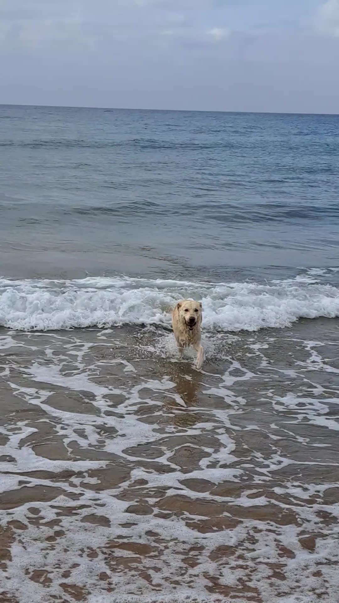 See in beach ⛱️⛱️ with 🐕🐶