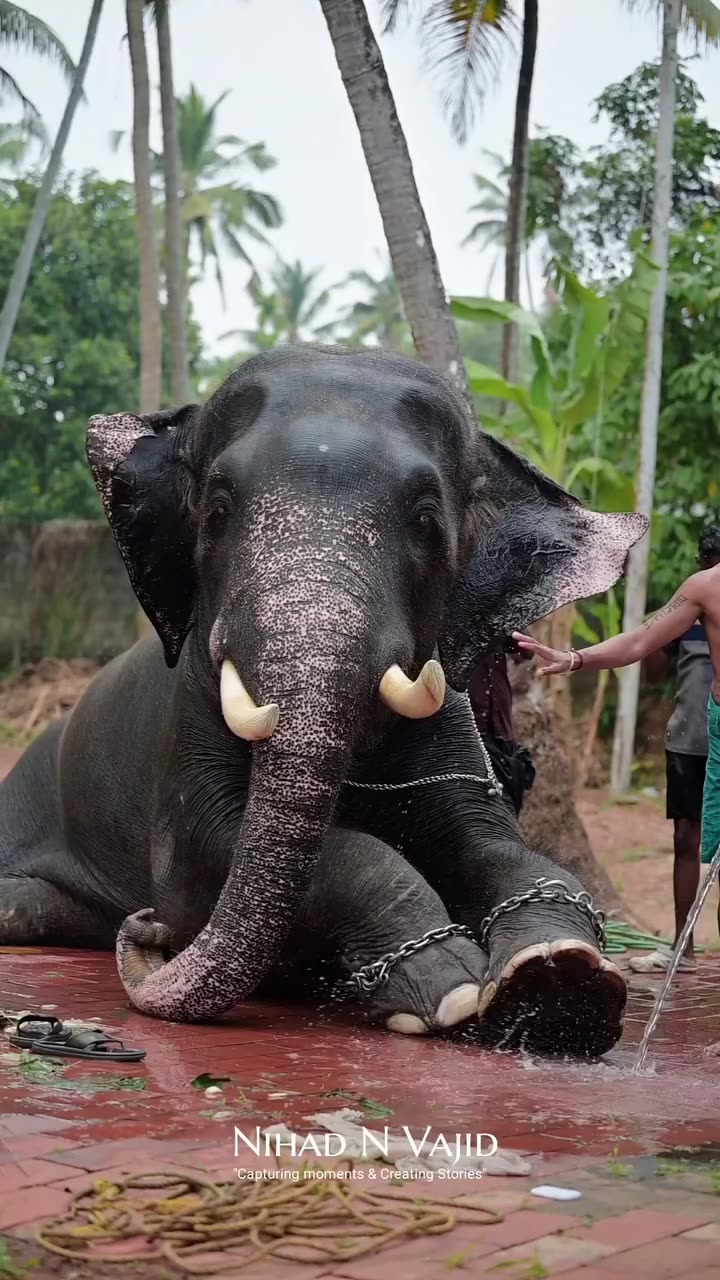 How to tame elephants properly