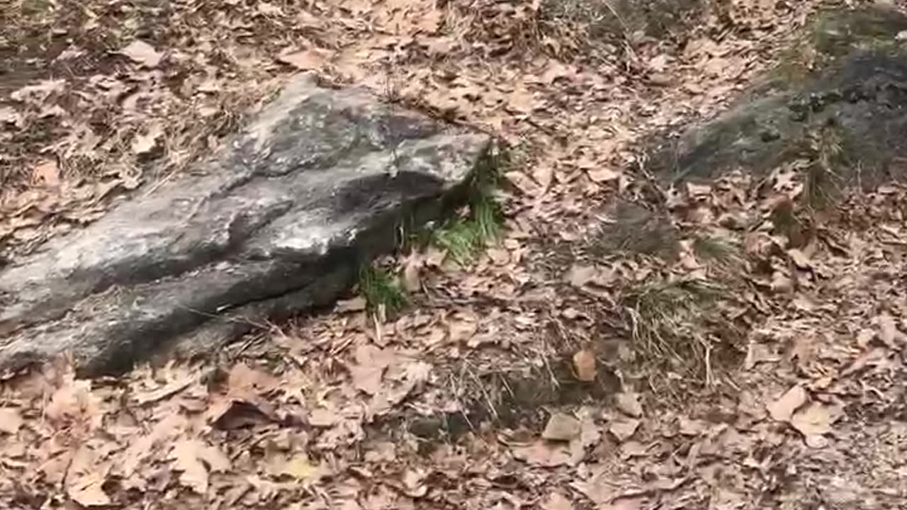 A Dragon inside Park