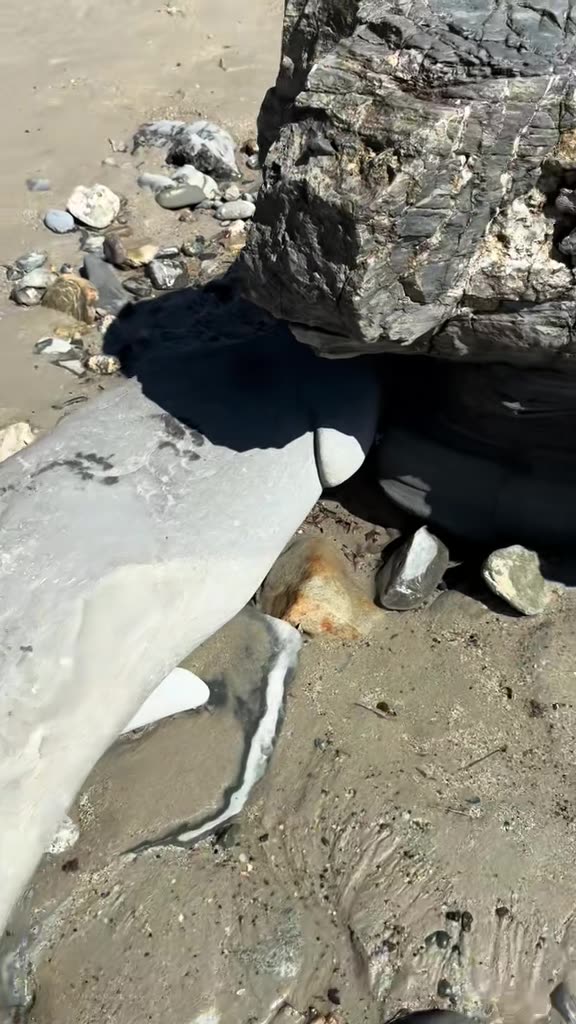Suspicious-Looking Rock Found on Beach