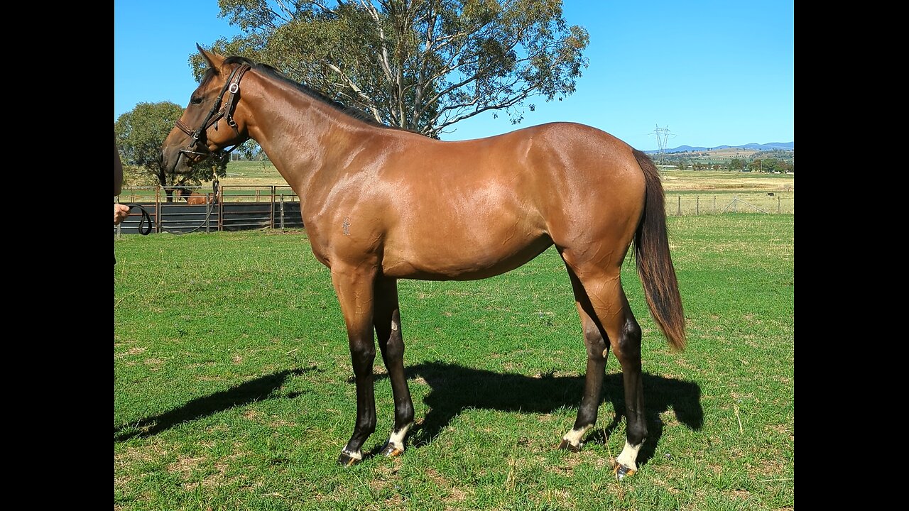 Astern x Maine filly 2023